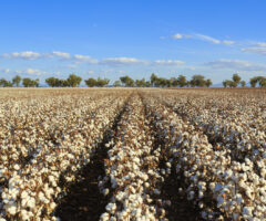 Top 10 Largest Animal Feed Manufacturers in the World 2022, Top Animal ...